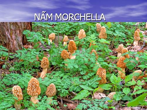 cac chi thuong gap-Chi Mochella - Sinh học - Hoàng Minh Tài - Thư viện ...