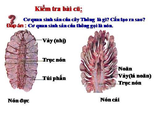 Bài 41. Hạt kín - Đặc điểm của thực vật Hạt kín - Sinh học 6 - Nguyễn ...